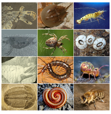 Camadas De Exoesqueleto De Insetos