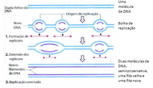 Acucar Desoxirribose Em Um Modelo De Dna