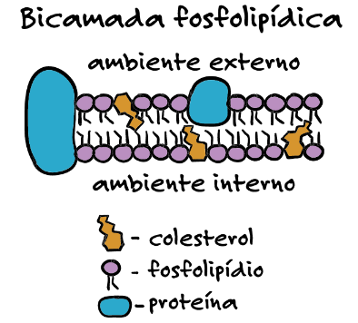 Glicocalice Na Membrana Plasmatica La Membrana Plasmática | Kimberly