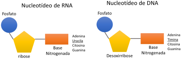Acucar Desoxirribose Em Um Modelo De Dna