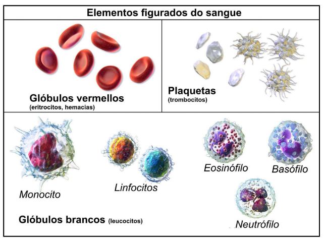 Estrutura Dos Trombocitos Plaquetas PNG Images | Vetores E Arquivos