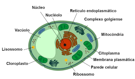 Estrutura Dos Ribossomos
