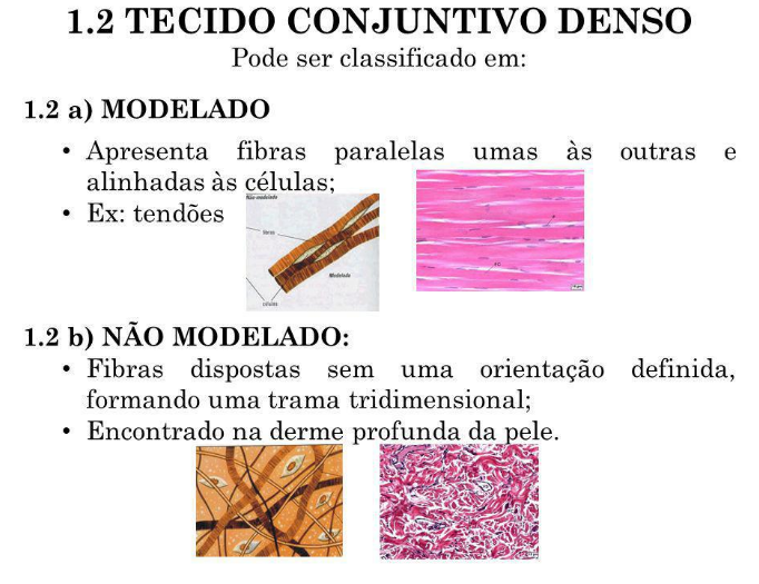 Tipos De Tecido Conjuntivo Humano Infográfico Tecido Conjuntivo
