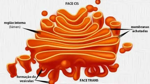 Desenho Do Corpo De Golgi