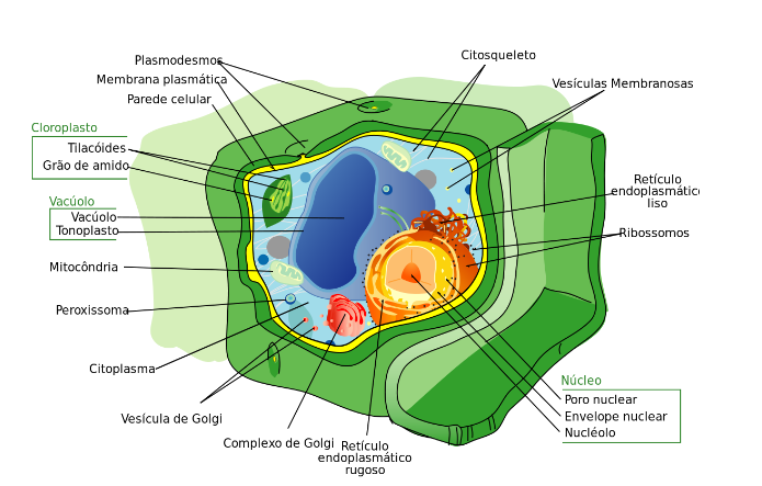 Diagrama De Plastidios Em Celulas Vegetais