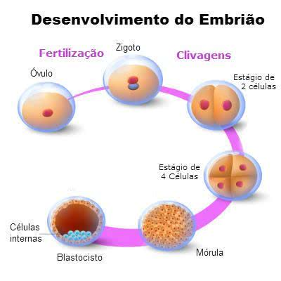 Cronograma De Desenvolvimento Embrionario Humano