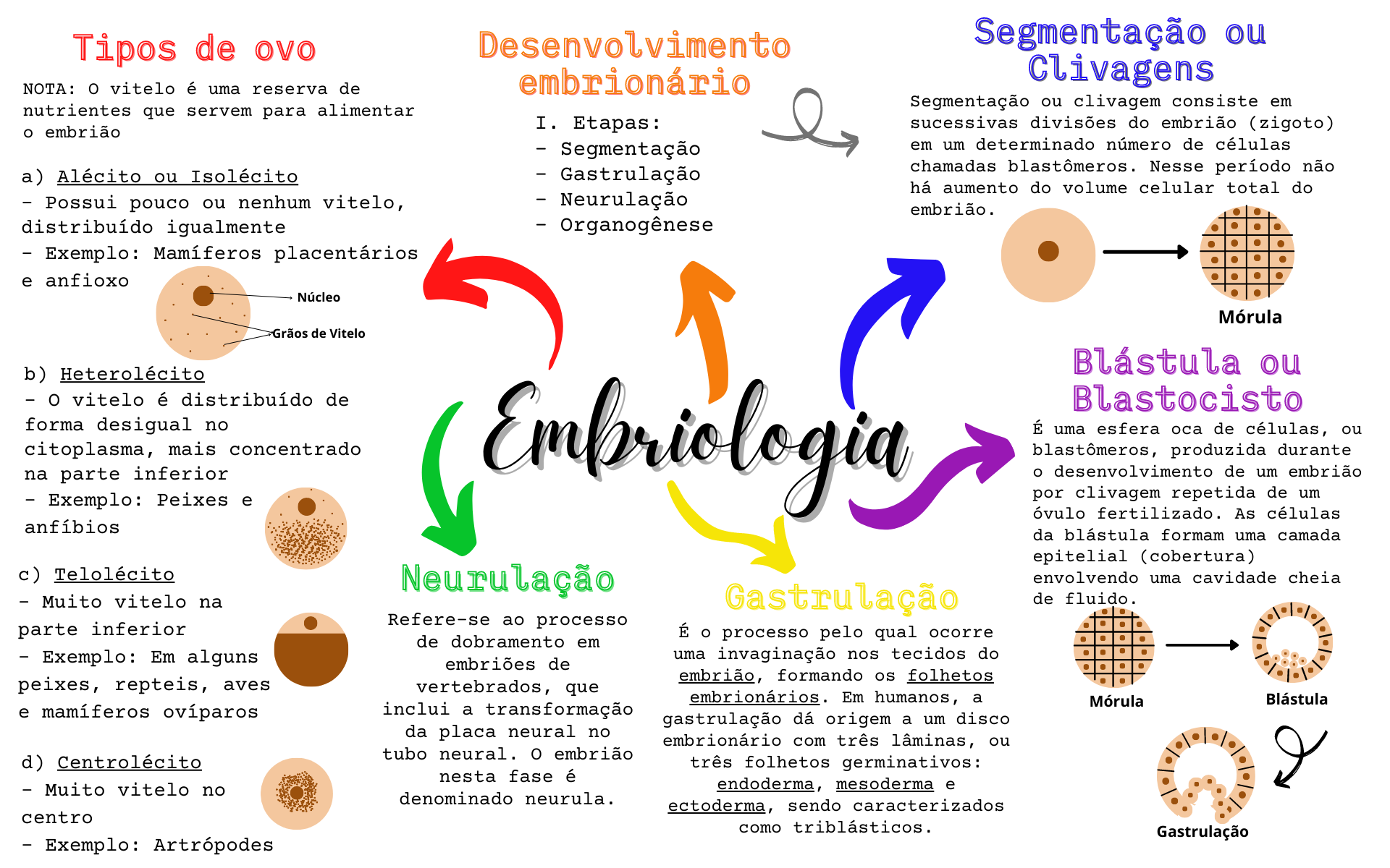 Cronograma De Desenvolvimento Do Embriao Humano