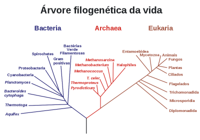 Tabela De Classificacao Do Reino Monera Reproduza A Tabela A Seguir Em