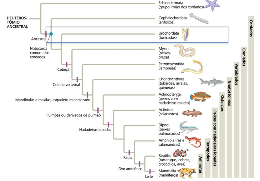 Exemplos De Filo Cordata Filo Dos Cordados Atual | PPT