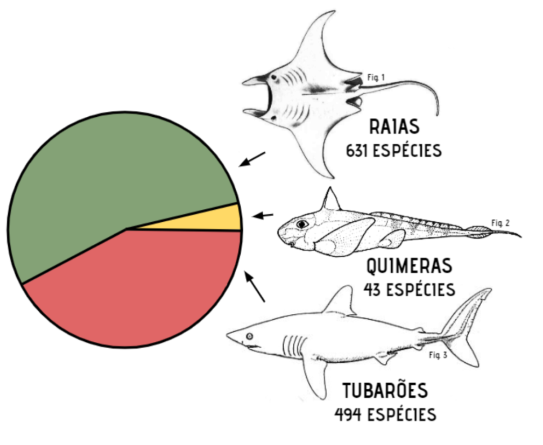 Exemplos De Osteictios 20 PEIXES ÓSSEOS Características E Exemplos
