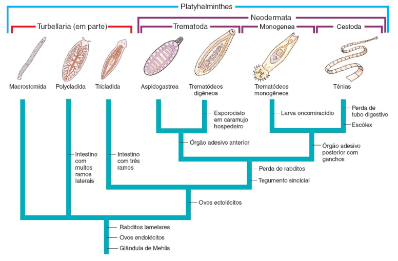 Exemplos De Filo Platelmintos