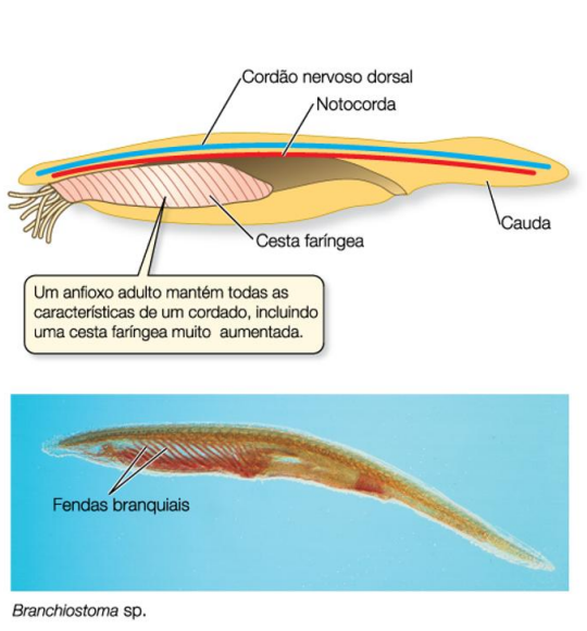 Evoluo Do Filo Chordata Tempo Referese A Milhes De Anos Timeline