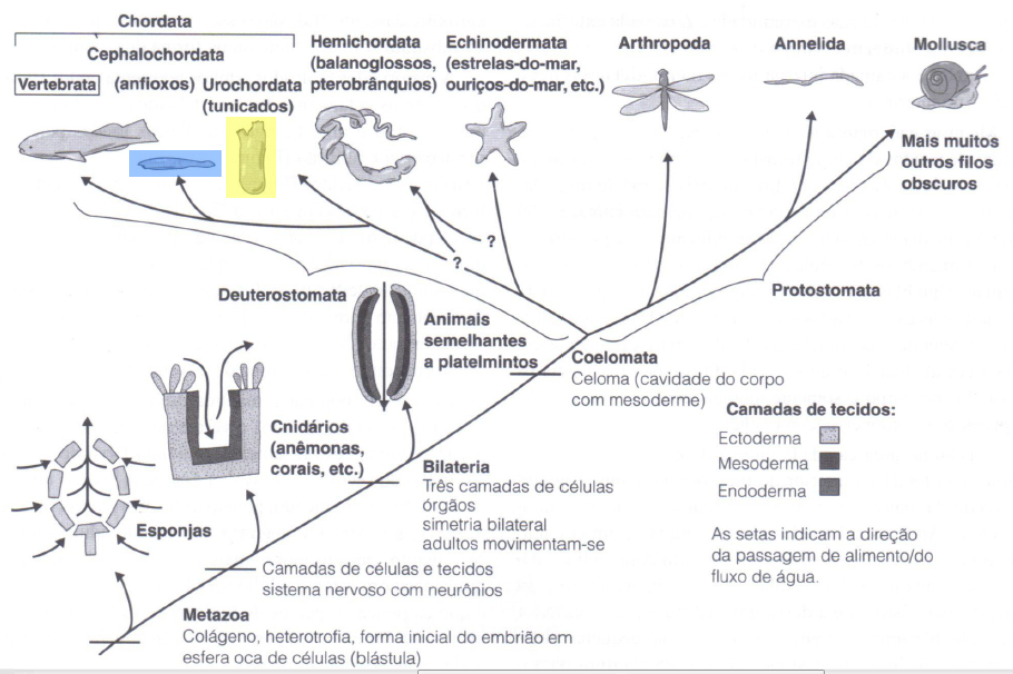 Cordados O Que So Resumo Caractersticas Classificao E Exemplos