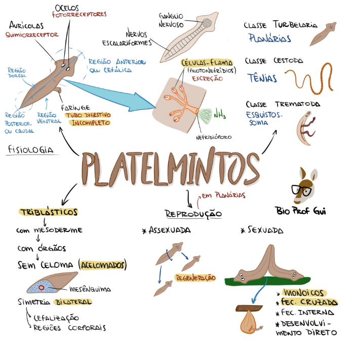 Diagrama Do Filo Platelmintos Tenia Classificação Dos Platelmintos