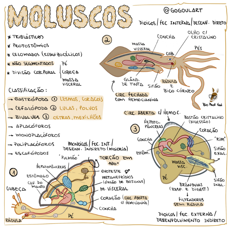 Filo Molusca Molusco Resumo Filo Mollusca