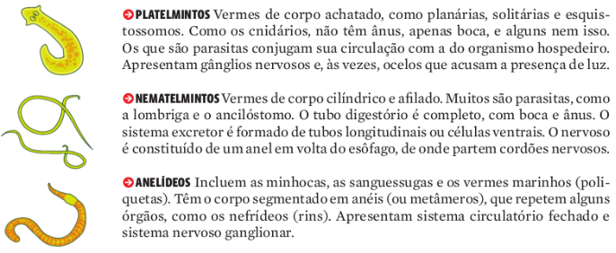 Exemplos De Filo Platelmintos