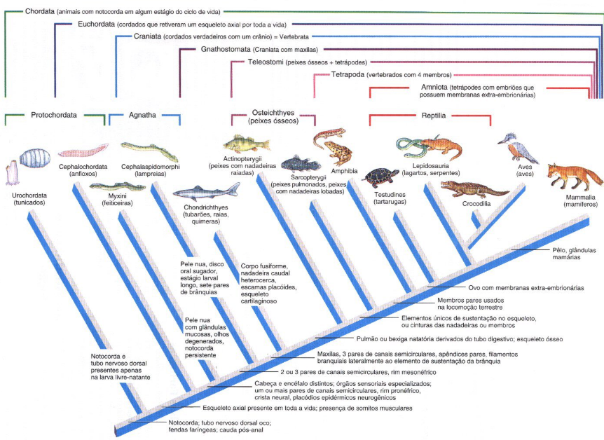 PEIXES AGNATOS ou sem mandíbula - Características e exemplos (Com FOTOS ...