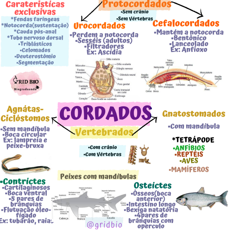 Exemplos De Protocordados