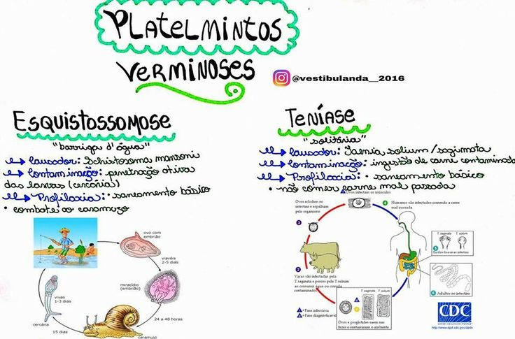 Diagrama Do Filo Platelmintos 1. PROTOZOOS