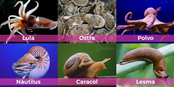 Moluscos: Resumo para o Enem - Planejativo