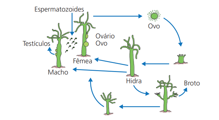 Diagrama De Biologia Da Hidra Ciências Físicas E Naturias By Norte