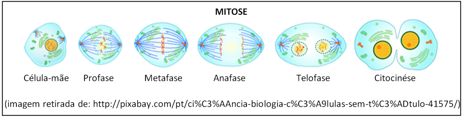 Mitose: Resumo para o Enem - Planejativo