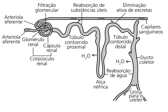Diagrama De Nefrons Marcado No Rim